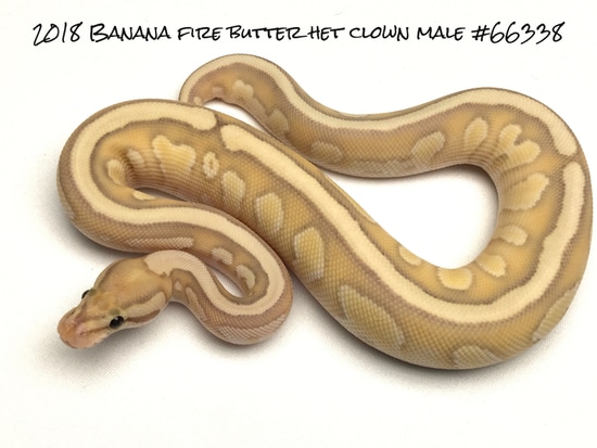 Banana Fire Butter Het Clown Ball Python by Conley Herps, Inc.