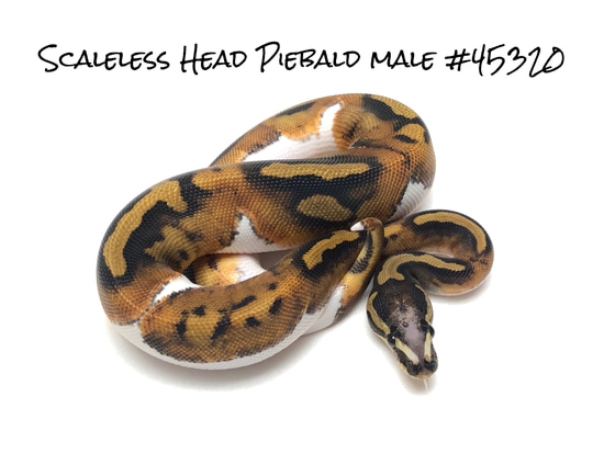 Scaleless Head Piebald Ball Python by Conley Herps, Inc.