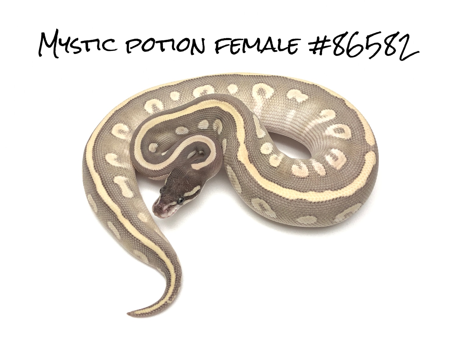 Mystic Potion Ball Python by Conley Herps, Inc. - MorphMarket