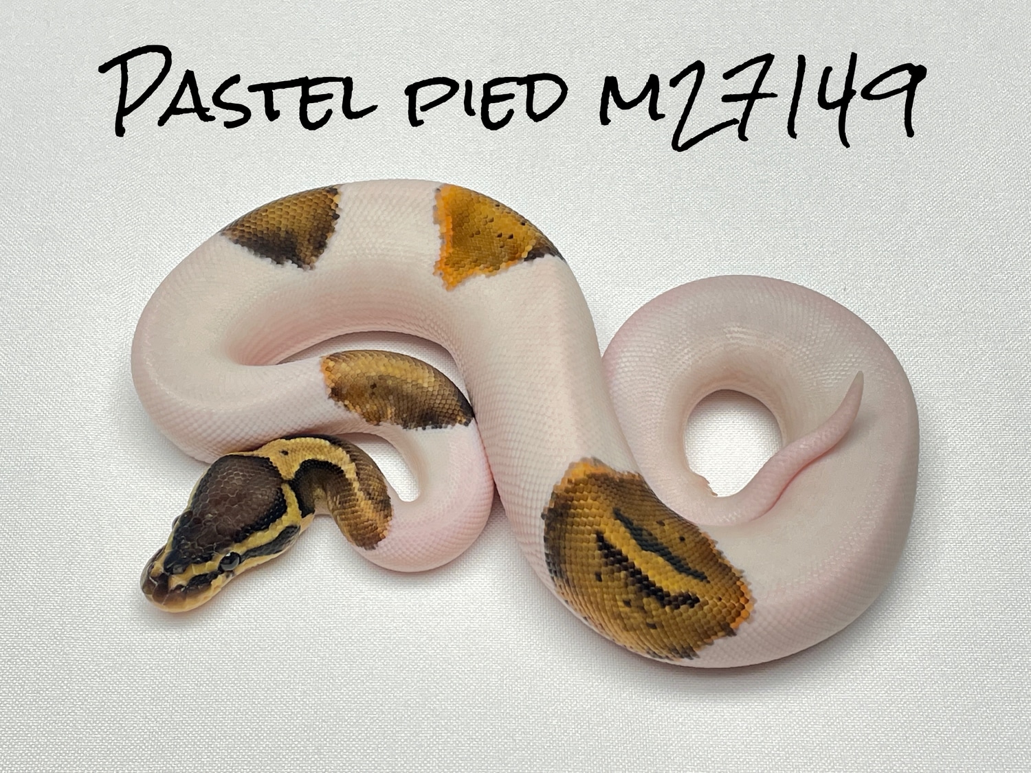 Pastel Piebald Ball Python by Conley Herps, Inc. - MorphMarket