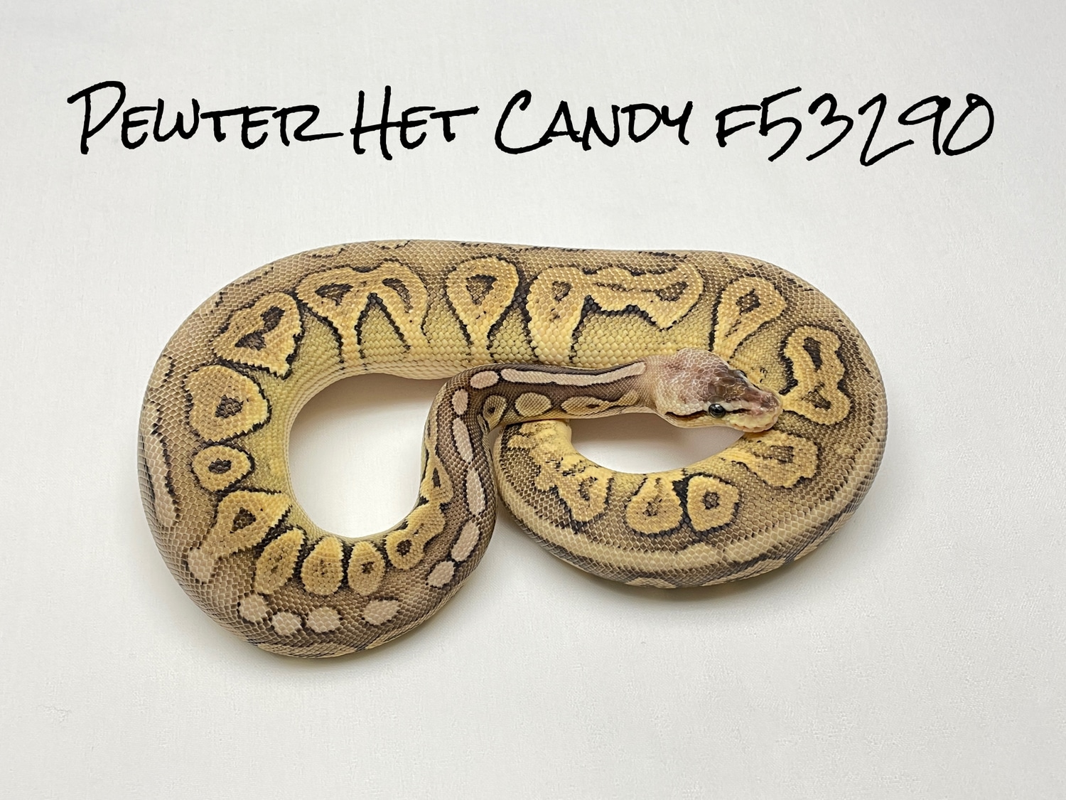 Pewter Het Candy Ball Python by Conley Herps, Inc. - MorphMarket