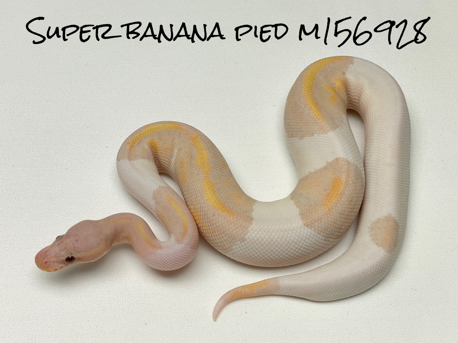 Super Banana Pied Ball Python by Conley Herps, Inc. - MorphMarket