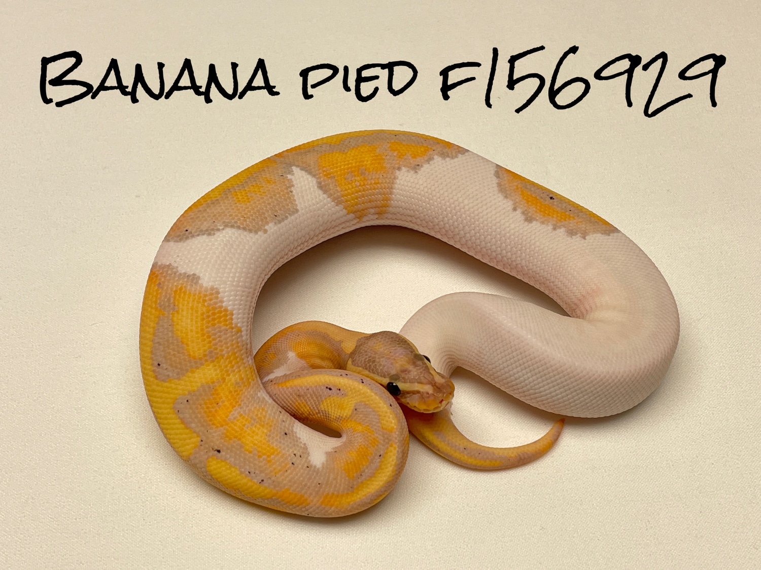 Banana Pied Ball Python by Conley Herps, Inc. - MorphMarket