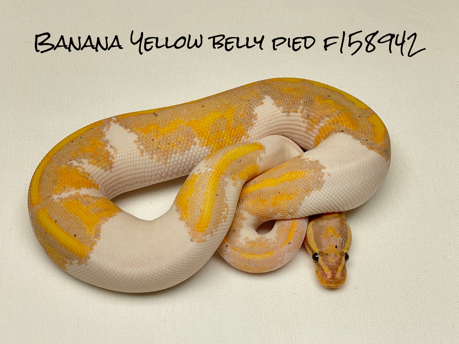 Banana Yellow Belly Pied Ball Python by Conley Herps, Inc. - MorphMarket