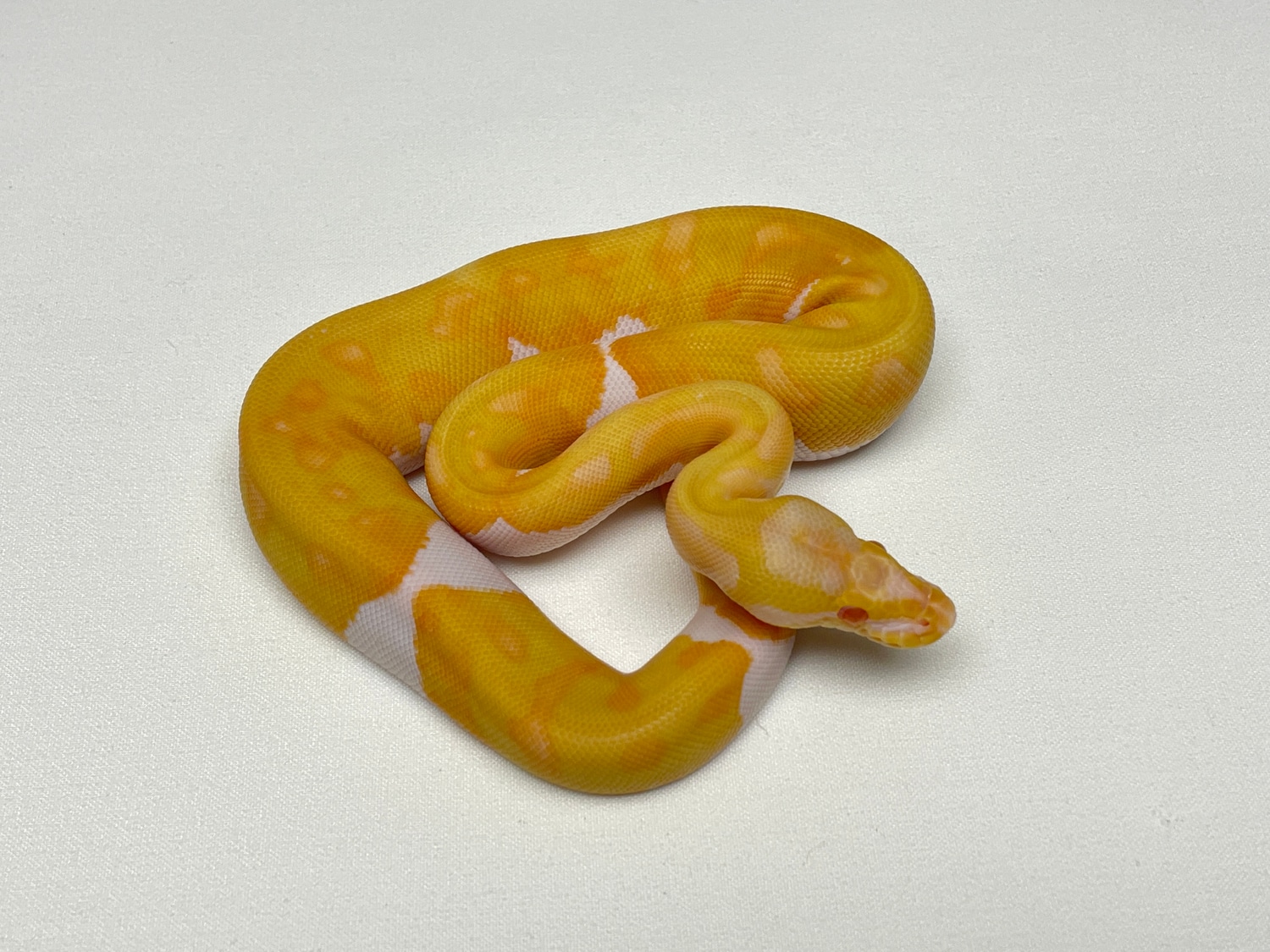 Albino Enchi Pied Ball Python by Conley Herps, Inc. - MorphMarket