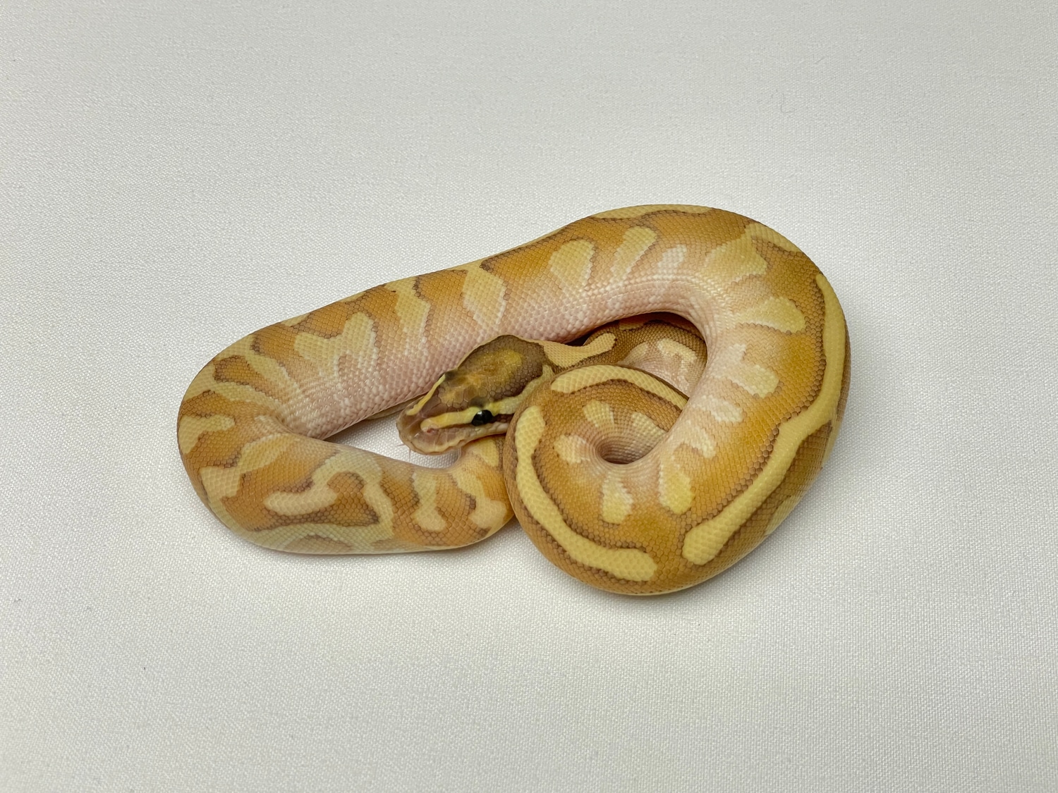 Fire Lesser Enchi Yellow Belly Het Clown Ball Python by Conley Herps ...
