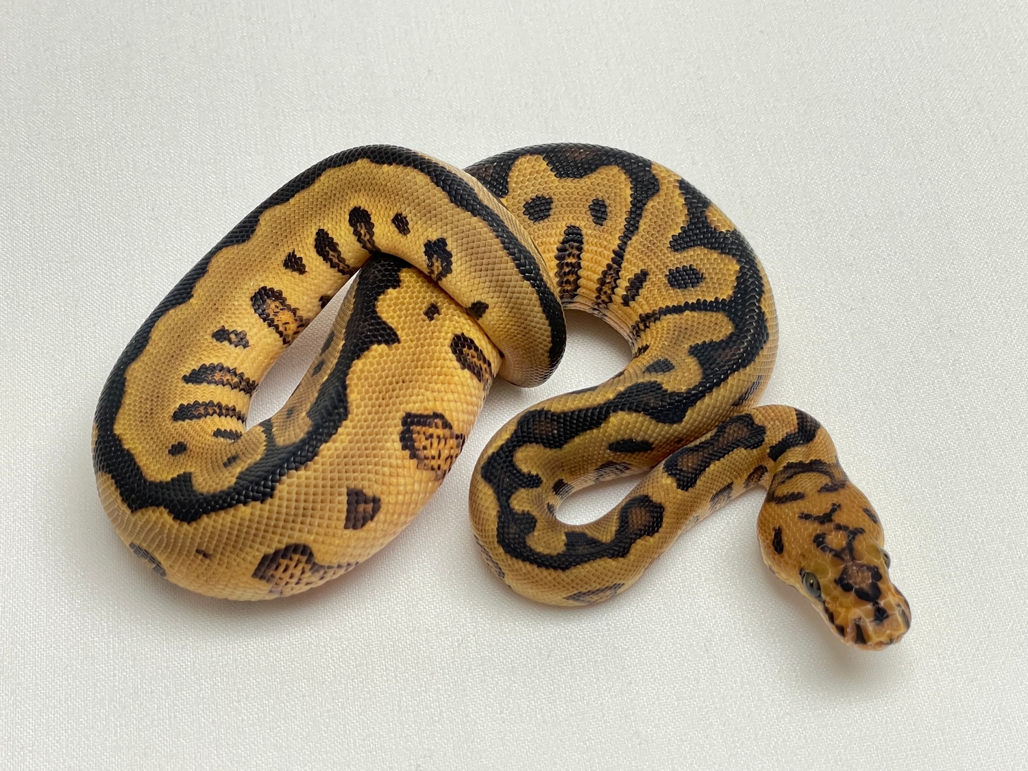 Spotnose Clown Ball Python by Conley Herps, Inc. - MorphMarket