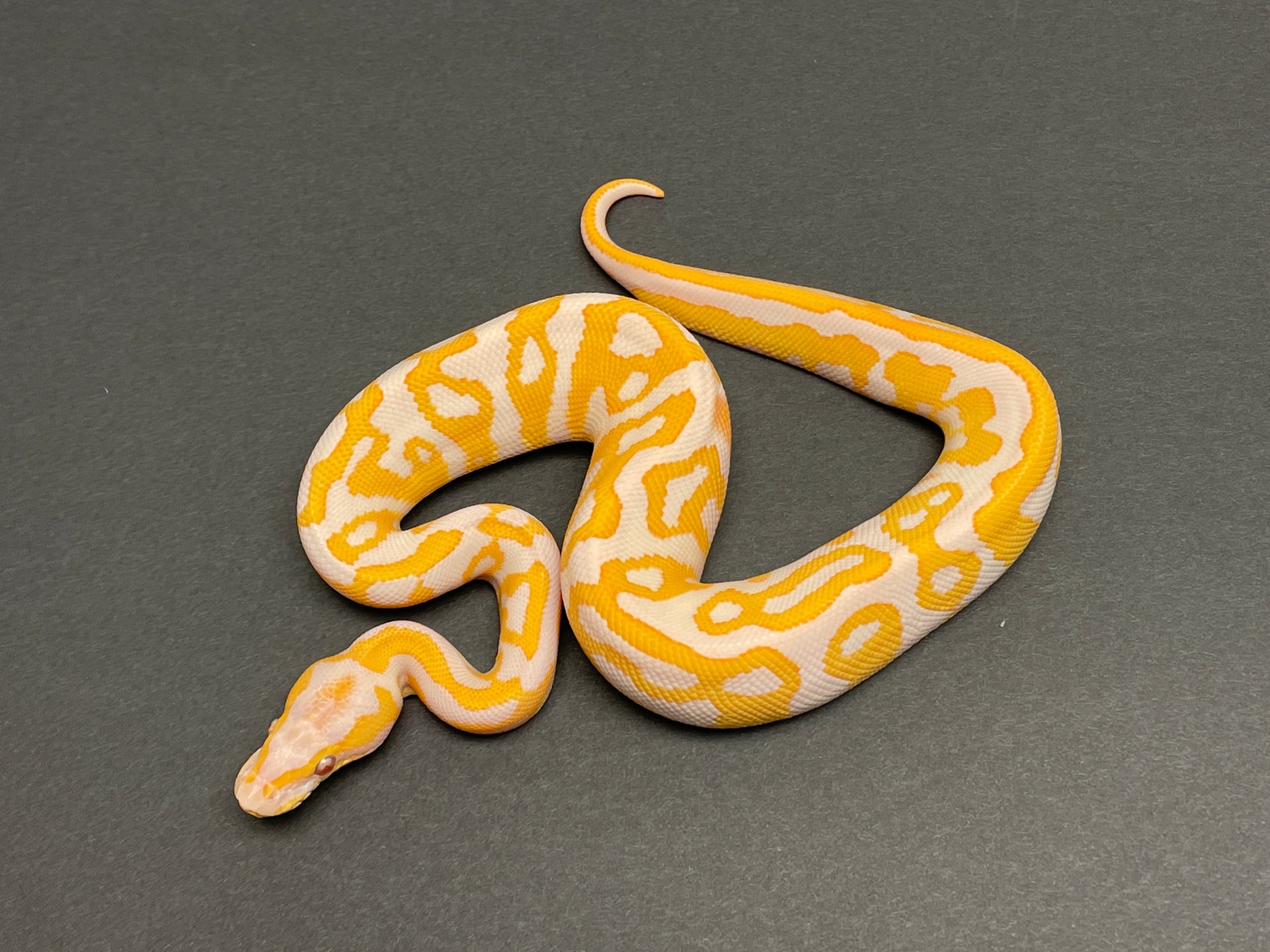 Leopard Lavender Albino Ball Python by Conley Herps, Inc. - MorphMarket