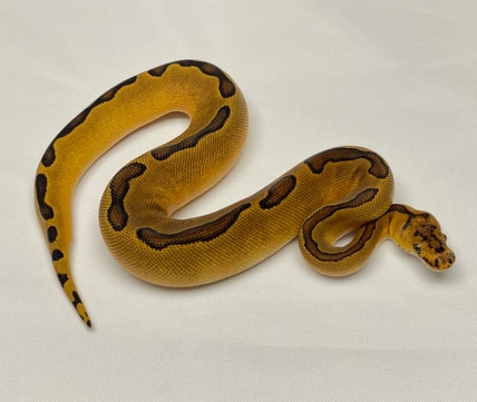 Enchi Lavender Albino Ball Python by Conley Herps, Inc. - MorphMarket