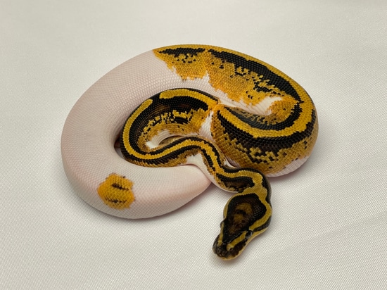 Yellow Belly Pied Het VPI Axanthic Ball Python by Conley Herps, Inc.