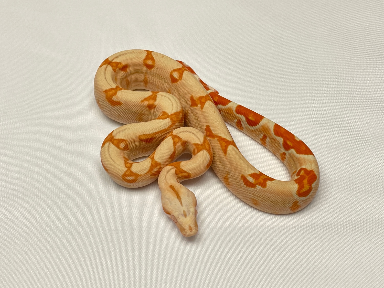 Kahl Sunglow Boa Constrictor by Conley Herps, Inc. - MorphMarket