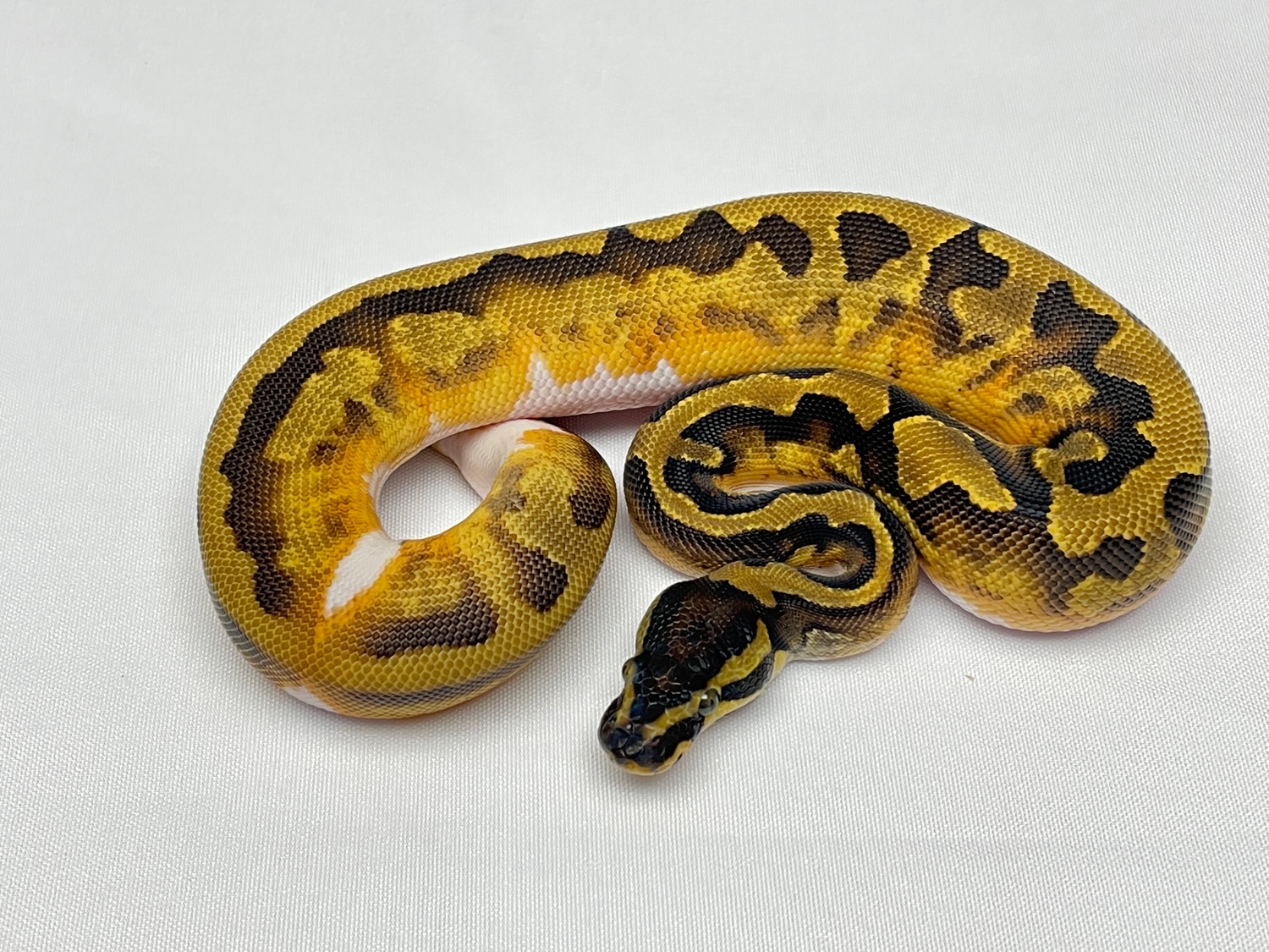 Enchi Pied Het Albino Ball Python by Conley Herps, Inc. - MorphMarket