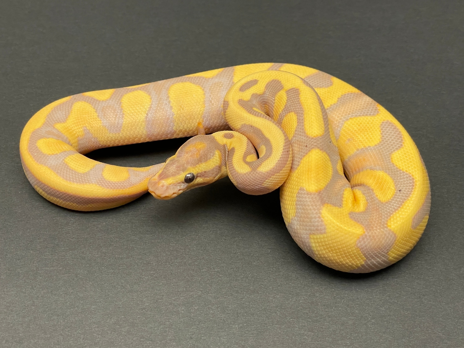 Banana Orange Dream Yellow Belly Het Pied Ball Python by Conley Herps ...