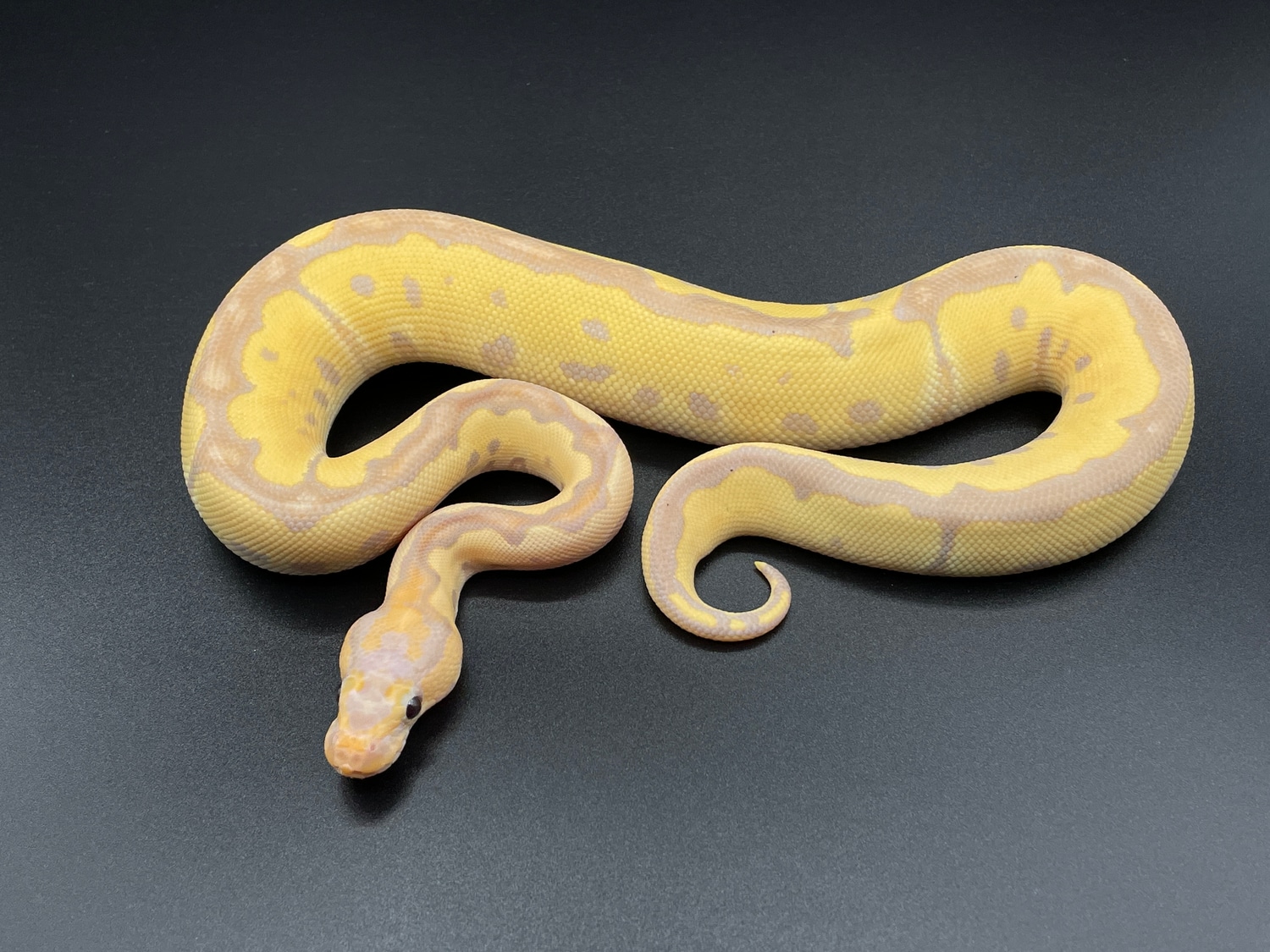 Banana Clown Ball Python By Conley Herps Inc Morphmarket