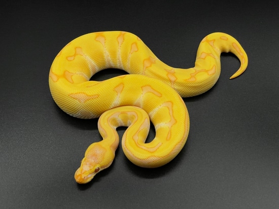 Enchi Lavender Albino Ball Python by Conley Herps, Inc. - MorphMarket