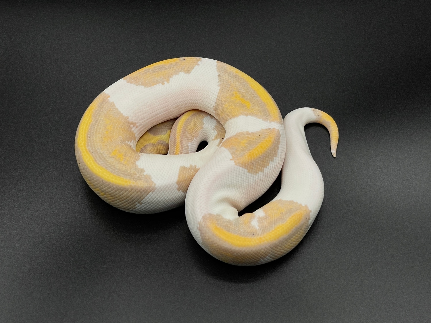 Banana Yellow Belly Pied Ball Python by Conley Herps, Inc. - MorphMarket