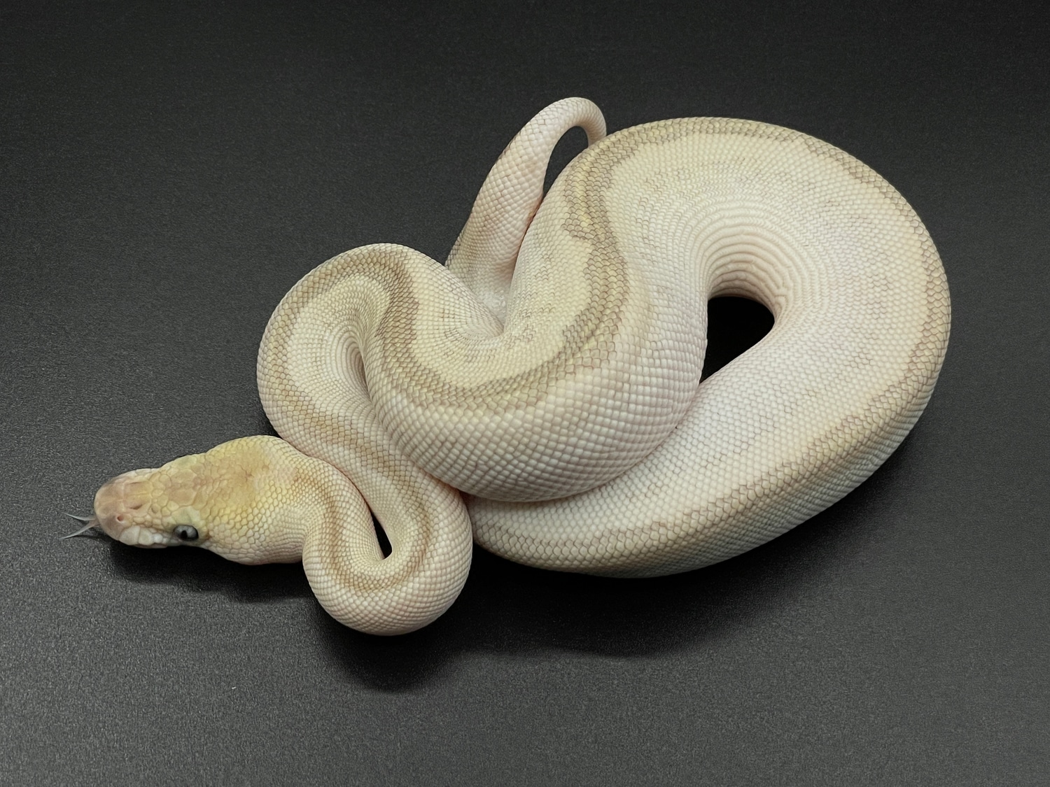 Bamboo Leopard Clown Ball Python by Conley Herps, Inc. - MorphMarket