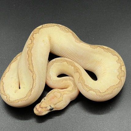 Enchi Lavender Albino Ball Python by Conley Herps, Inc. - MorphMarket