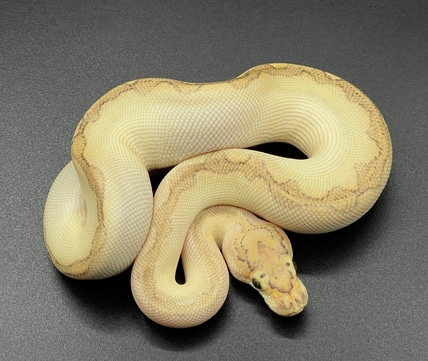Banana Enchi Leopard Clown Ball Python by Conley Herps, Inc. - MorphMarket