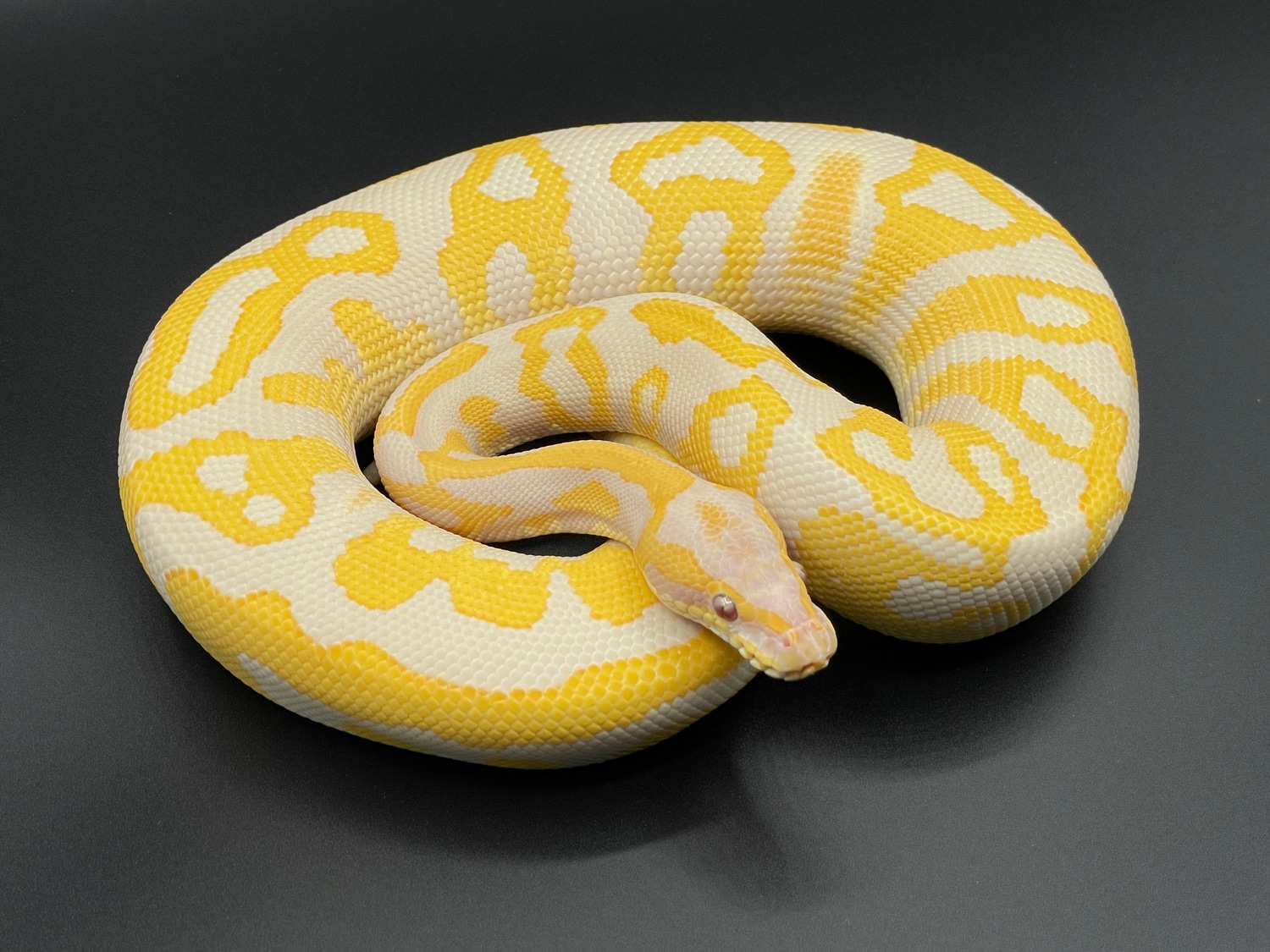 Leopard Lavender Albino Ball Python by Conley Herps, Inc. - MorphMarket