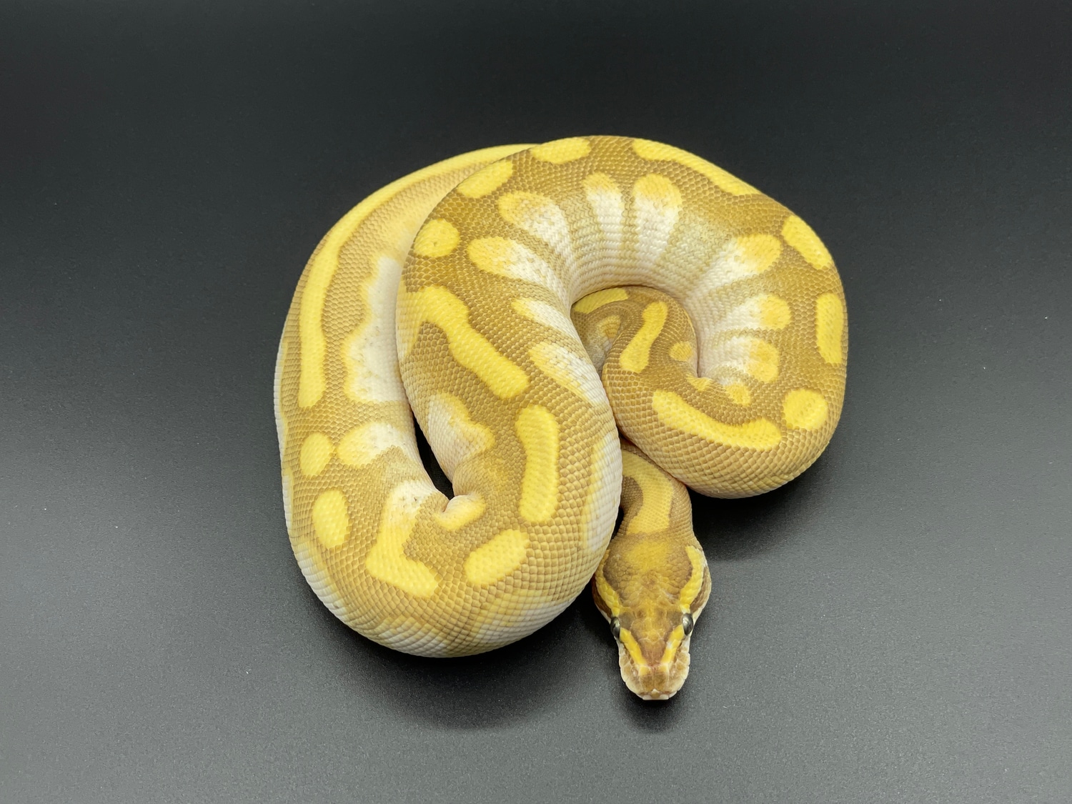 Enchi Lesser Sugar Ball Python by Conley Herps, Inc. - MorphMarket