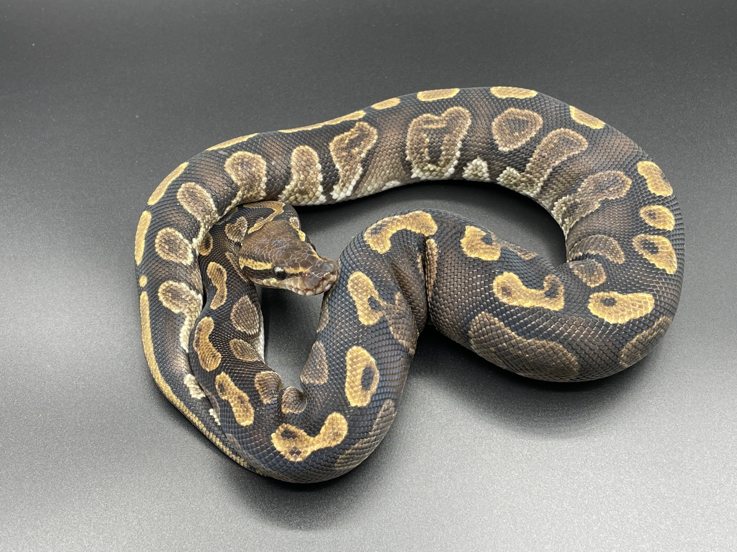 GHI Mahogany Ball Python by Conley Herps, Inc. - MorphMarket