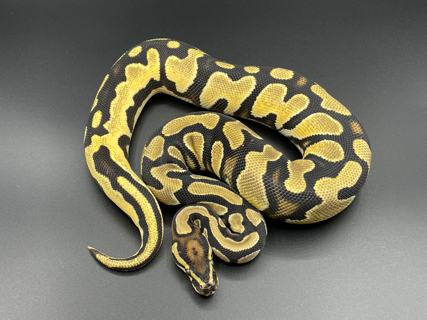 Orange Dream Yellow Belly Het Pied Ball Python by Conley Herps, Inc ...