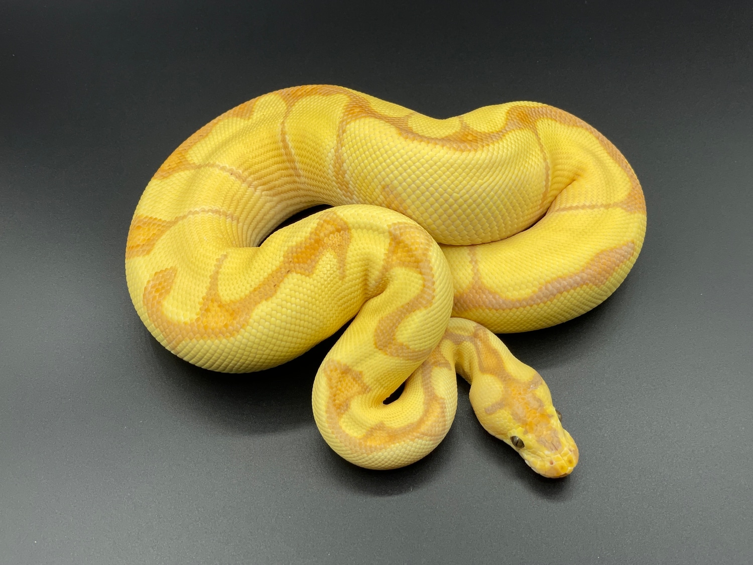 Banana Clown Pos Enchi Pos Orange Dream Ball Python by Conley Herps ...