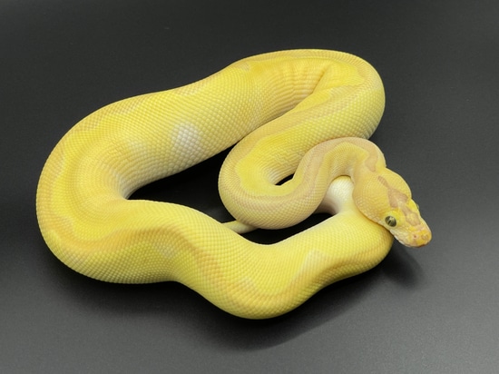 Super Enchi Banana Butter Clown Ball Python by Conley Herps, Inc.