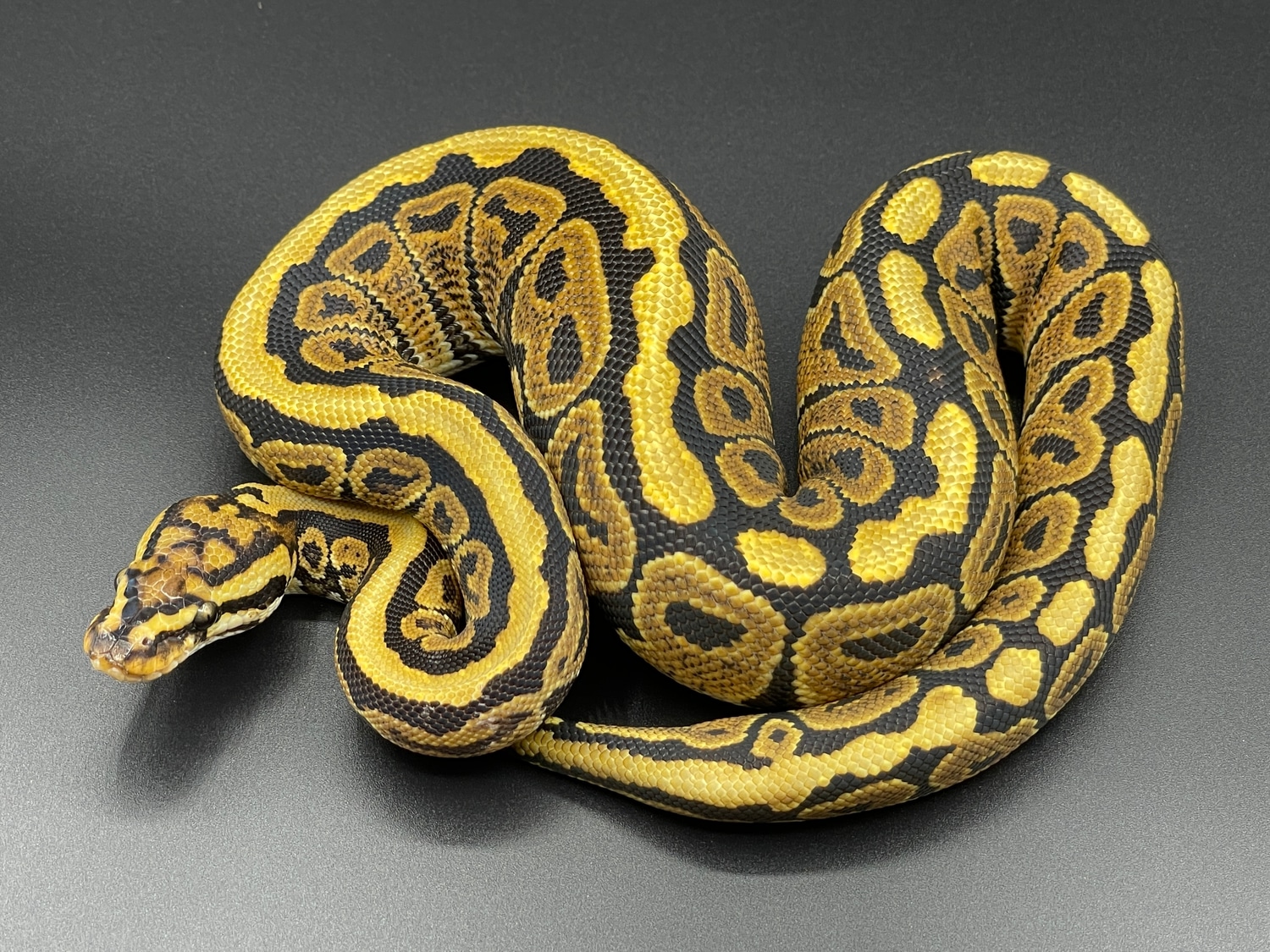 Spotnose DH Candy Clown Ball Python by Conley Herps, Inc. - MorphMarket
