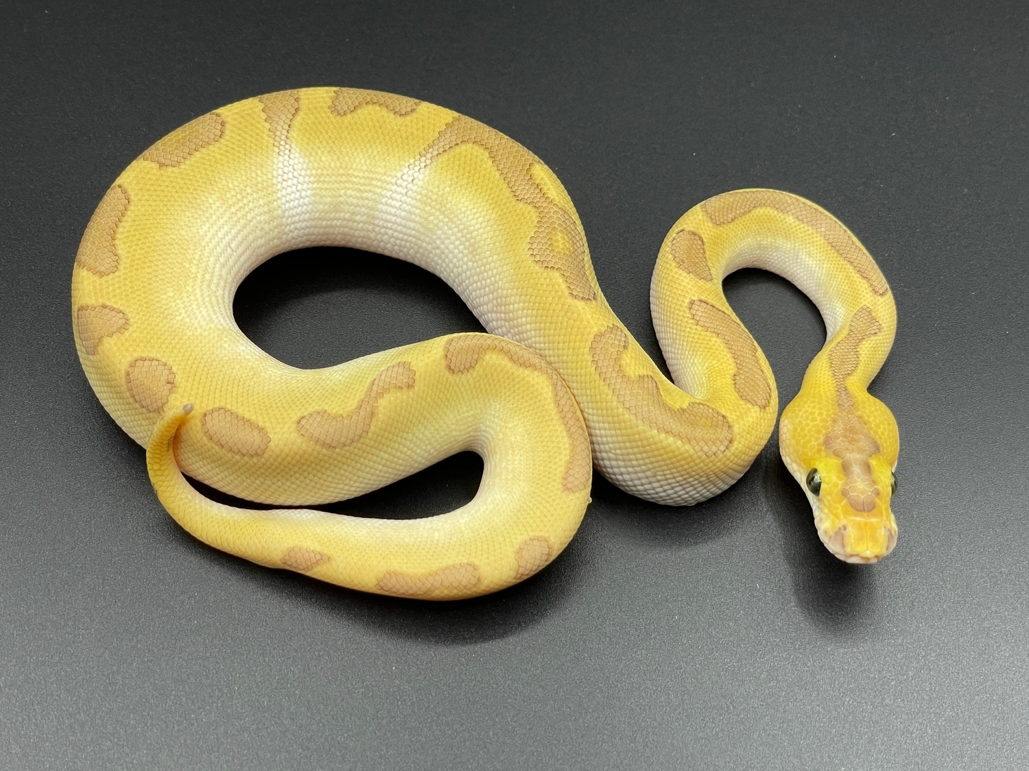 Lesser Enchi Clown Ball Python by Conley Herps, Inc. - MorphMarket