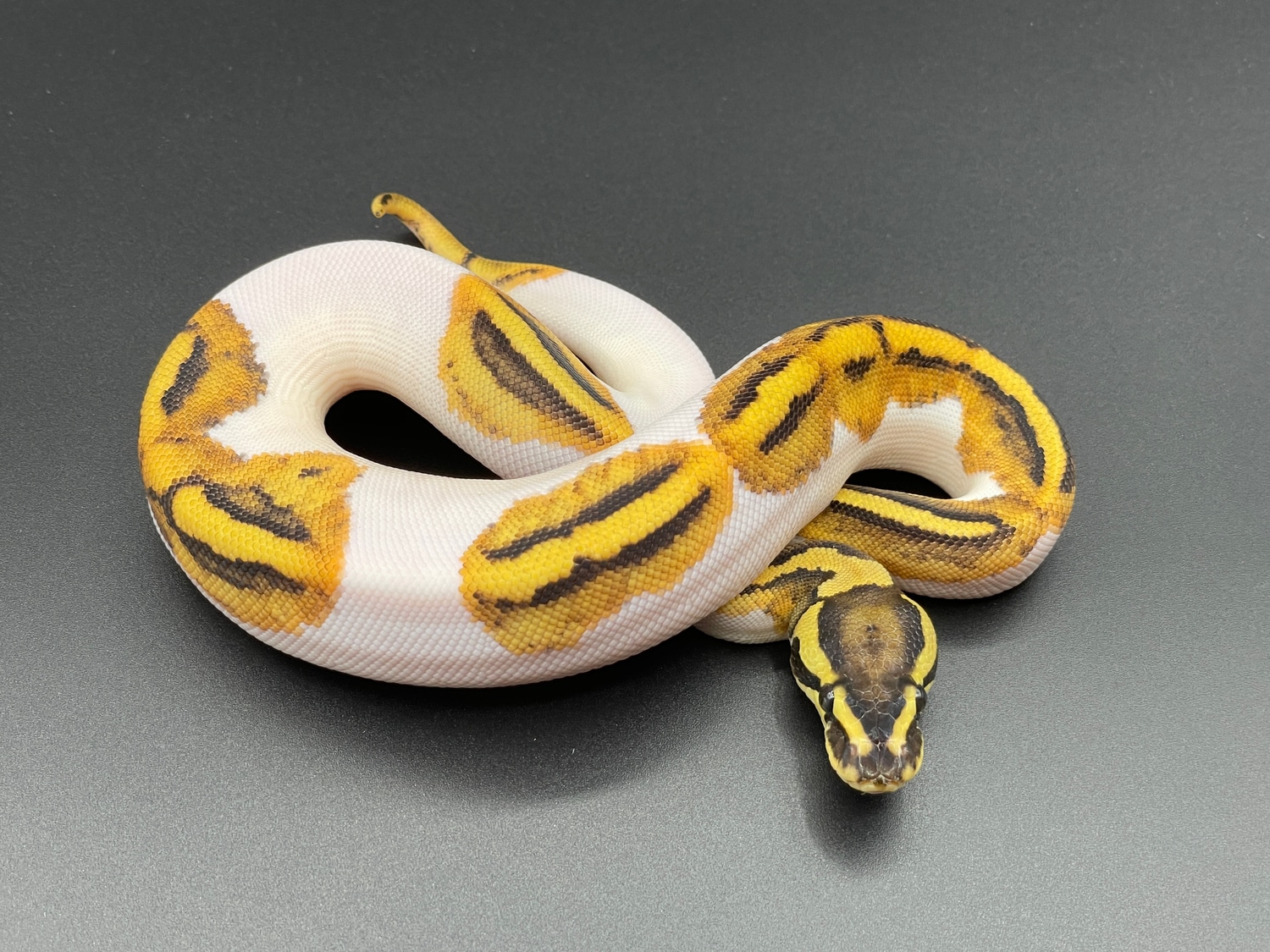 Fire Pied Ball Python by Conley Herps, Inc. - MorphMarket