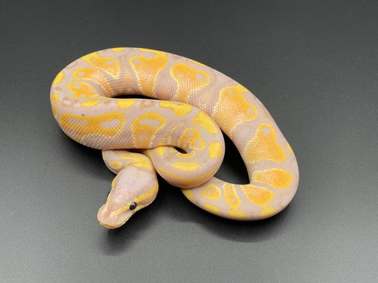Banana Het Clown Ball Python by Conley Herps, Inc.