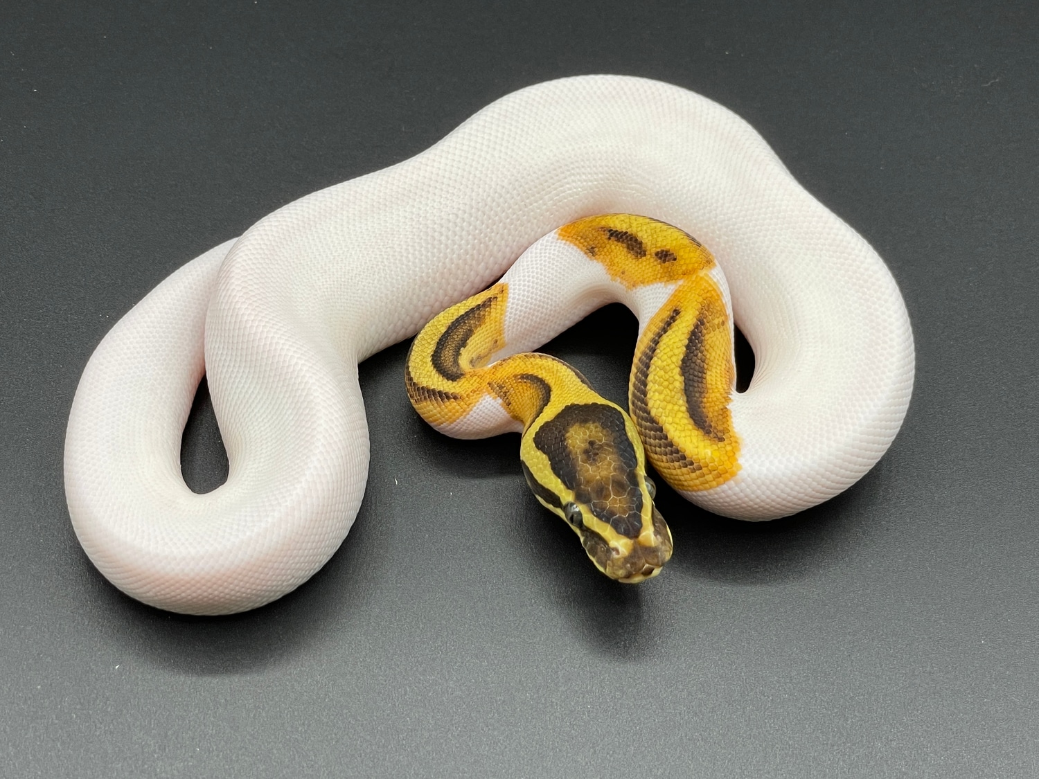 Fire Pied Ball Python by Conley Herps, Inc. - MorphMarket