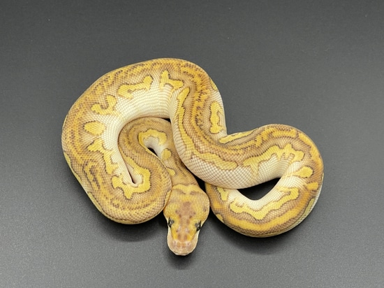 Fire Lesser Stranger Clown Ball Python by Conley Herps, Inc.