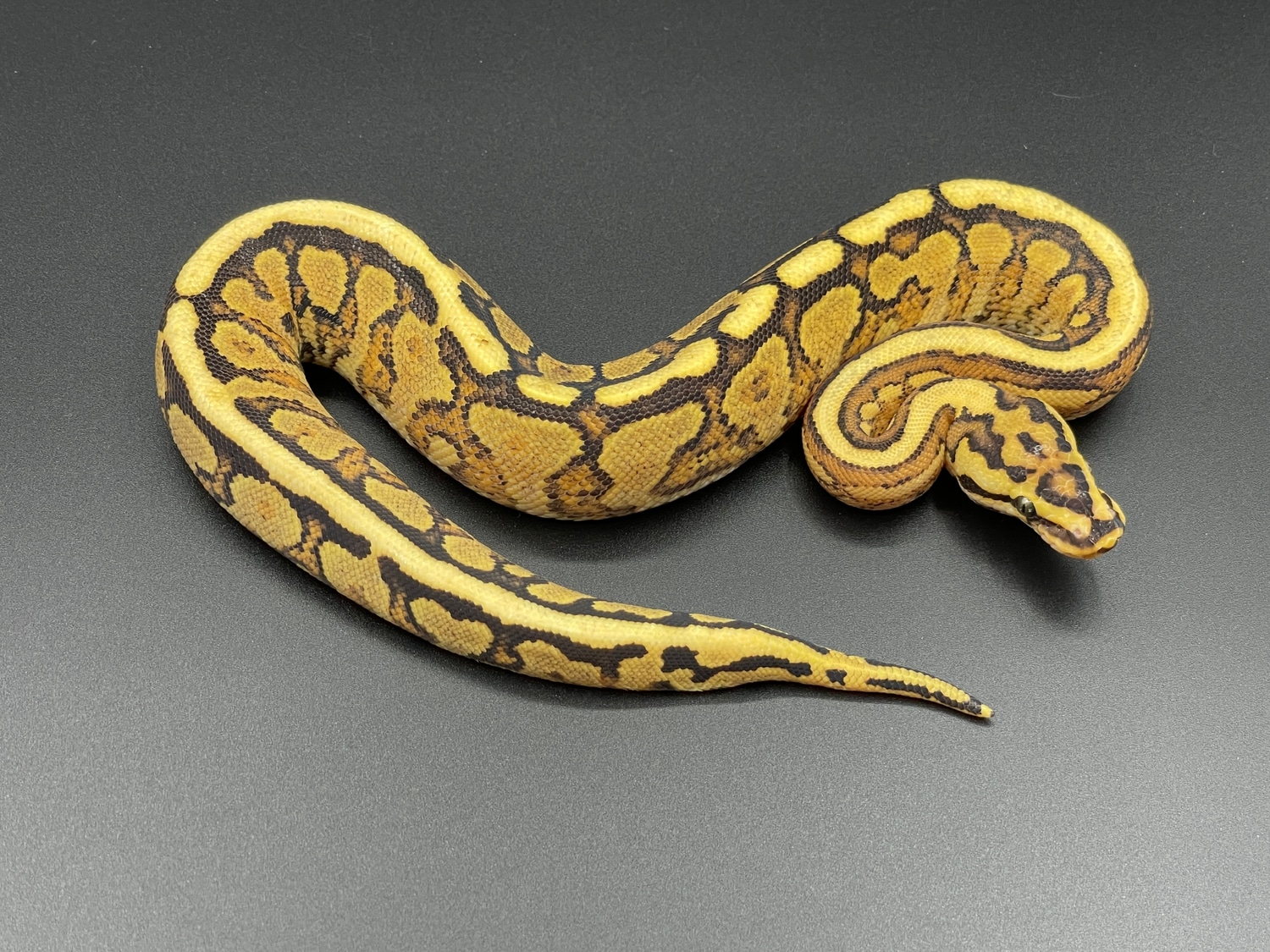 Fire Redstripe Yellow Belly Spotnose Het Clown Ball Python by Conley Herps, Inc. - MorphMarket