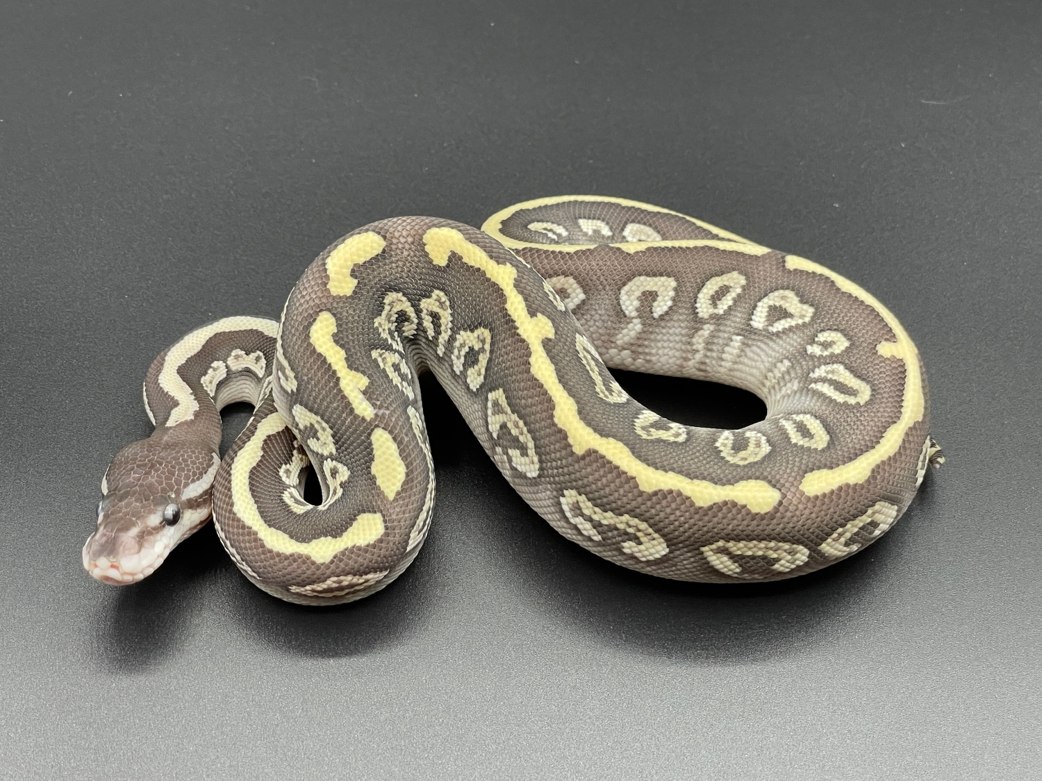 Mystic Potion Ball Python by Conley Herps, Inc. - MorphMarket