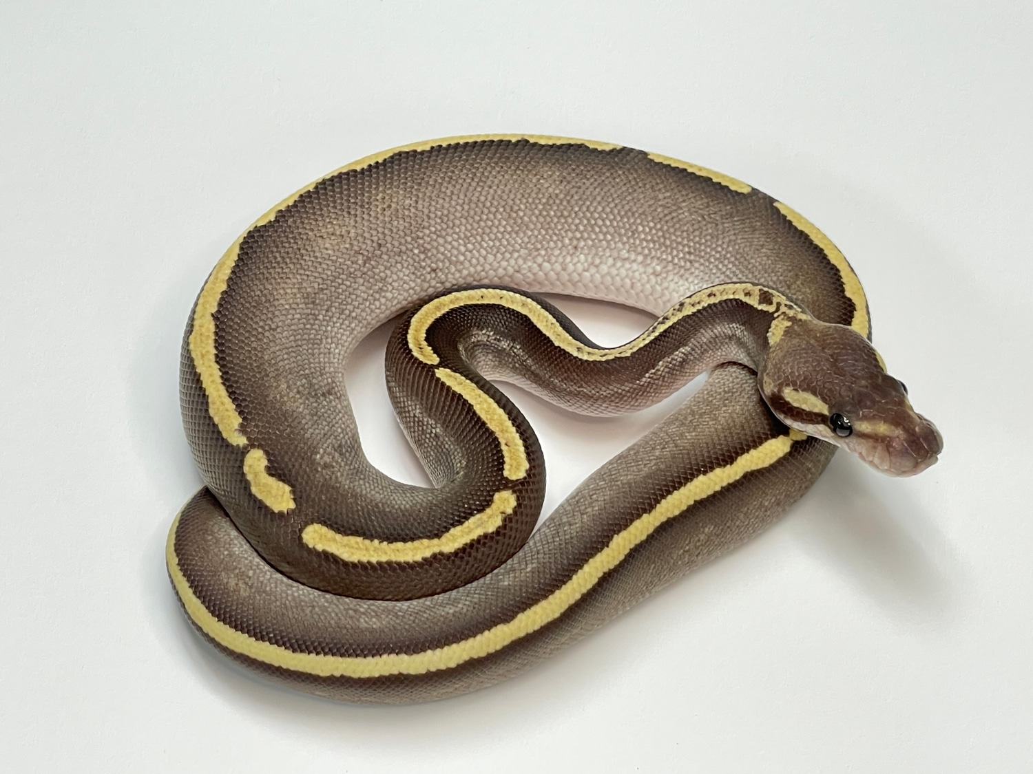 GHI Mojave Ball Python by Conley Herps, Inc. - MorphMarket