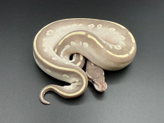 Mystic Potion Ball Python by Conley Herps, Inc.
