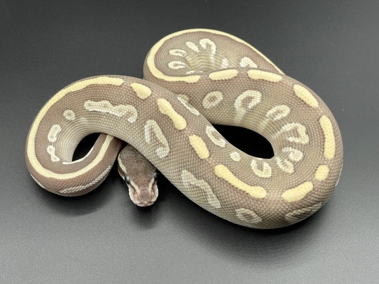 Mystic Potion Ball Python by Conley Herps, Inc.