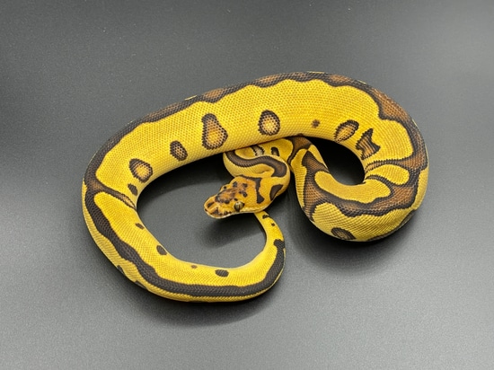 Leopard Yellow Belly Clown Ball Python by Conley Herps, Inc.