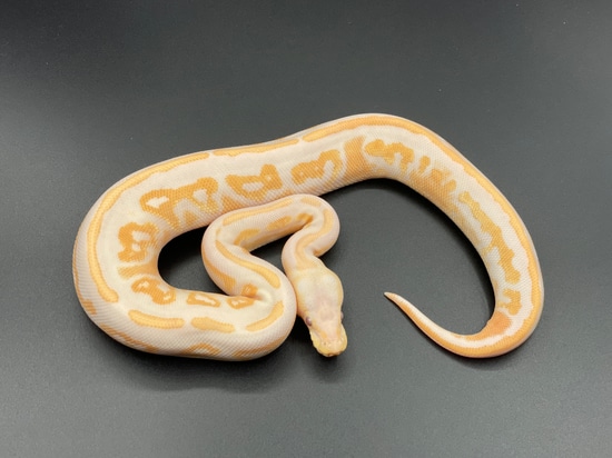 Black Head Cinnamon Lavender Albino Ball Python by Conley Herps, Inc.