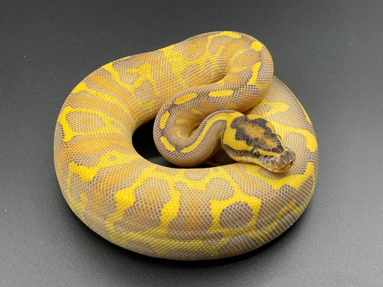 Enchi Fire Yellow Belly Gravel Ball Python by Conley Herps, Inc.