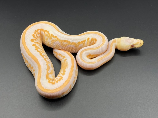 Cinnamon Mahogany Lavender Albino Ball Python by Conley Herps, Inc.