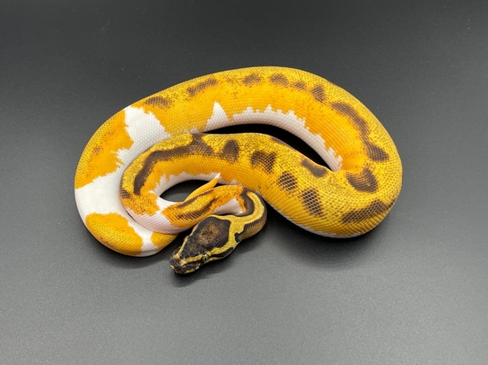 Orange Dream Enchi Yellow Belly Pied PH Clown Ball Python by Conley ...