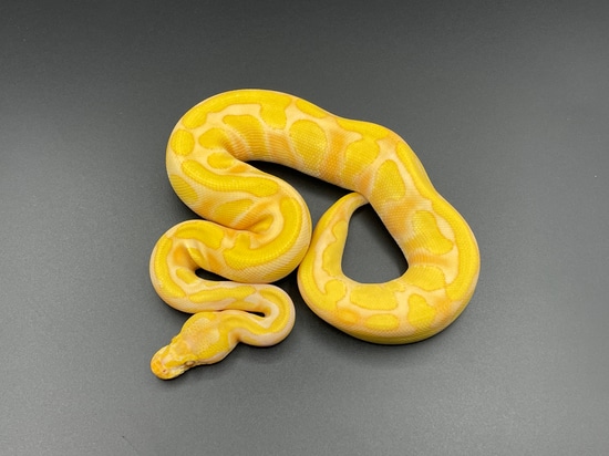 Mahogany Enchi Lavender Albino Ball Python by Conley Herps, Inc.