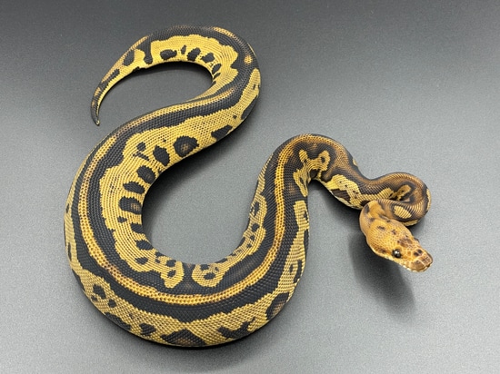 Stranger Leopard Clown Ball Python by Conley Herps, Inc.