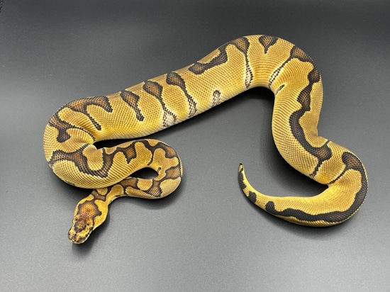 Enchi Clown Ball Python by Conley Herps, Inc.