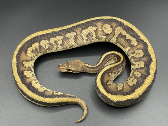 Stranger Leopard Fire Ball Python by Conley Herps, Inc.