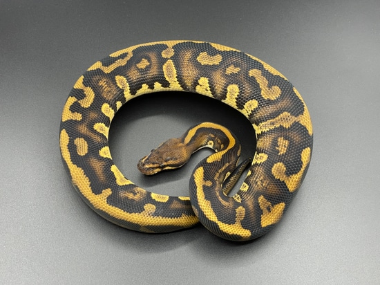 Stranger Leopard Het Clown Ball Python by Conley Herps, Inc.
